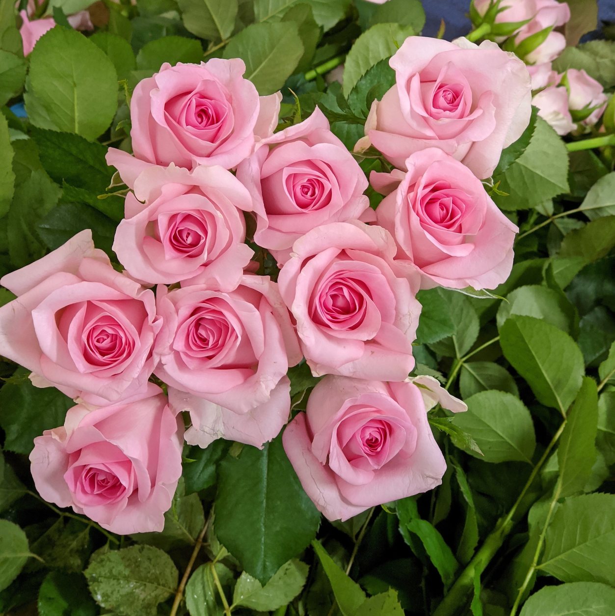 Australian Roses: Pink: Baby Love