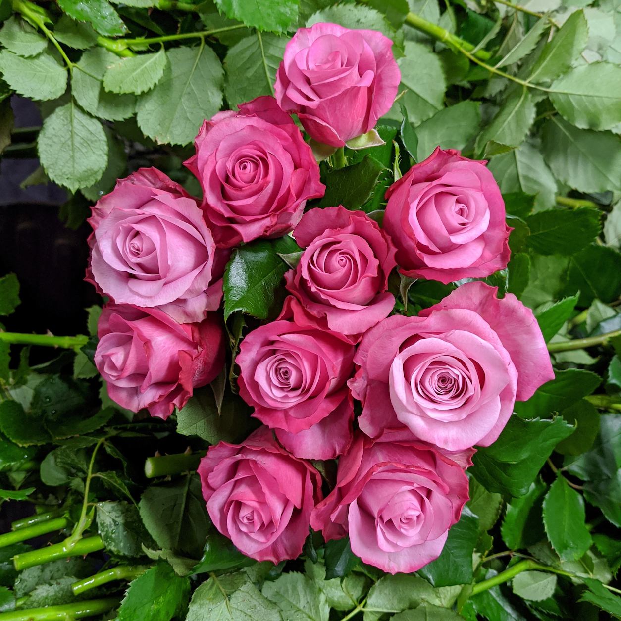 Australian Roses: Pink: Deep Water